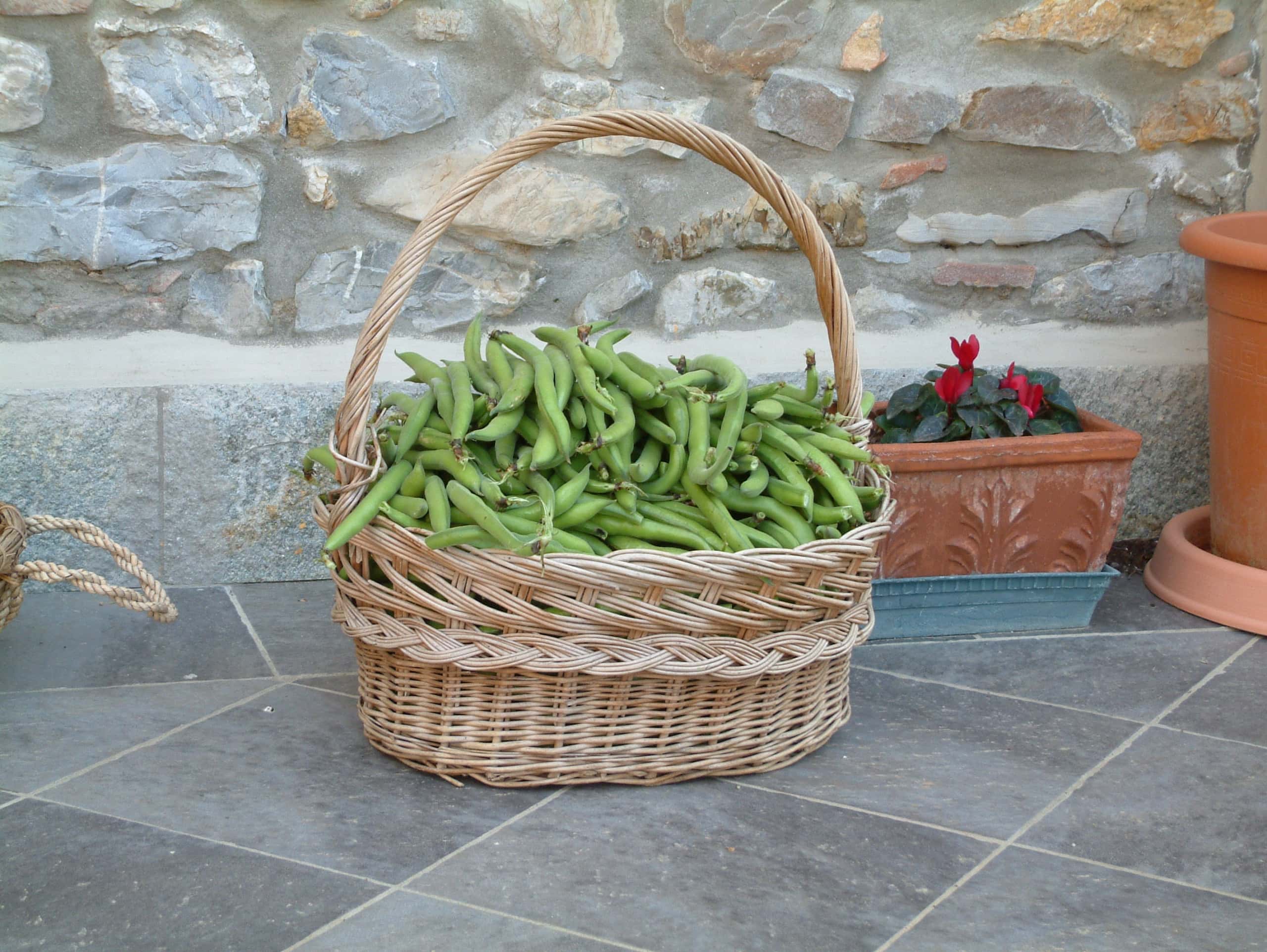 Guida pratica alla coltivazione delle fave | Inorto