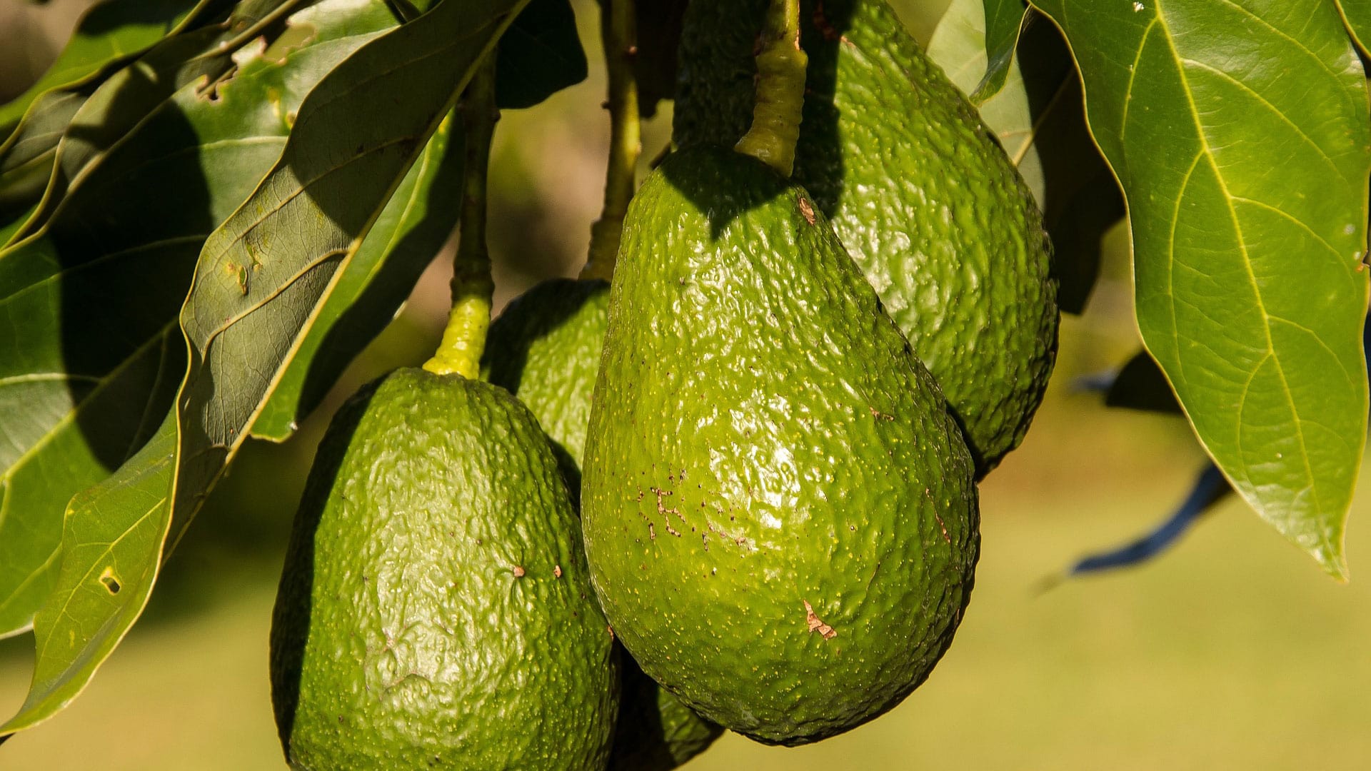 Pianta di avocado: come e quando coltivarla in Italia | Inorto