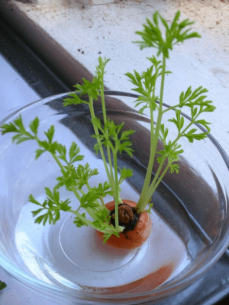 Carote con il ciuffo: come utilizzarle | InOrto