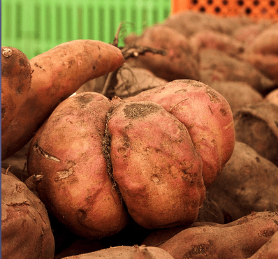 La batata o patata americana, dalla semina alla raccolta - InOrto ...