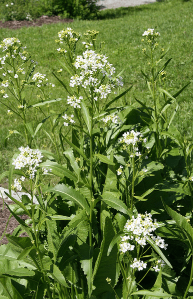 Rafano, cren o barbaforte: dove e come coltivarlo - InOrto