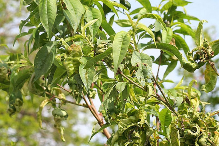 Bolla del pesco: cos'è, caratteristiche, rimedi naturali | Inorto