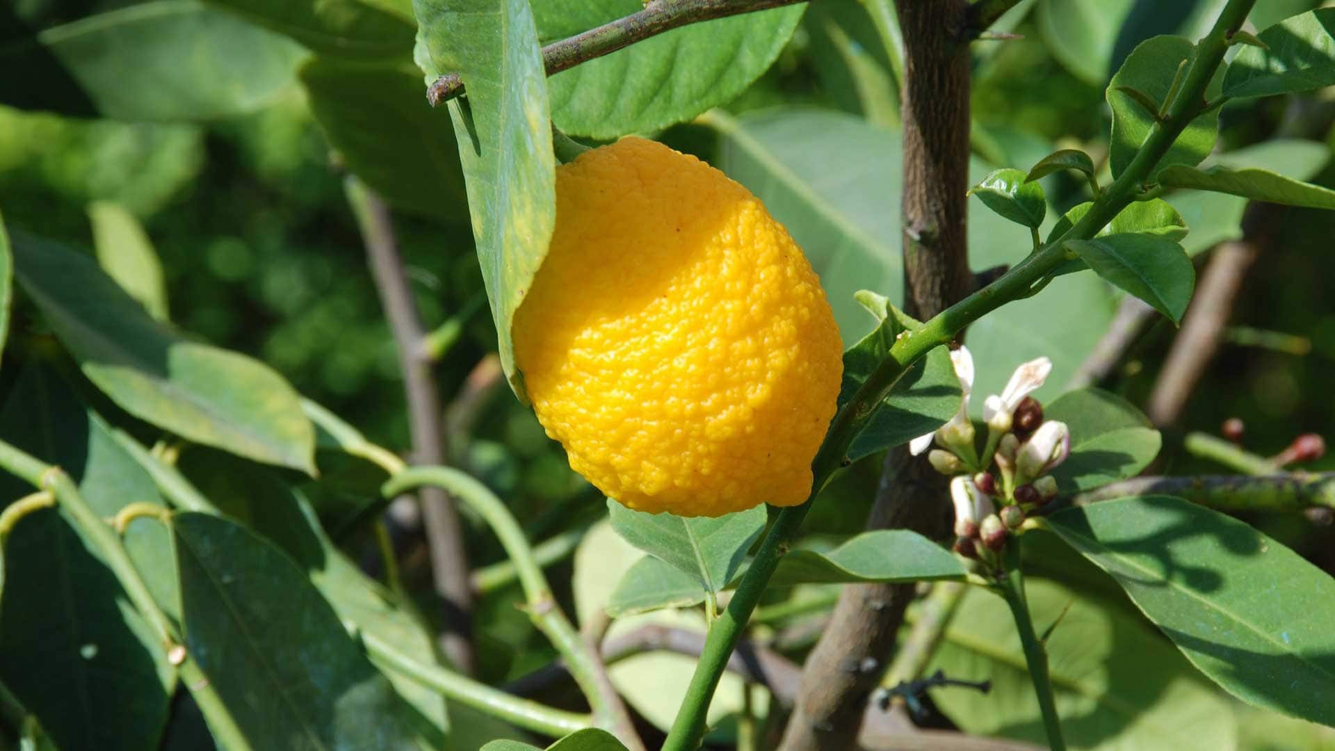 Pianta di limone: quando raccogliere i limoni | Inorto