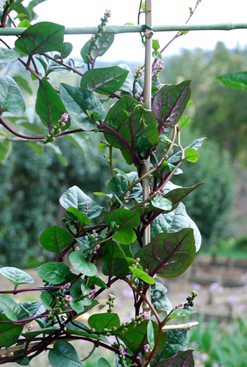 Coltivare lo spinacio rampicante: i nostri suggerimenti - InOrto