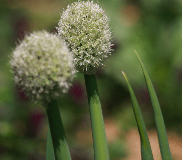 Come seminare, trapiantare e coltivare il porro e averlo a tavola tutto ...
