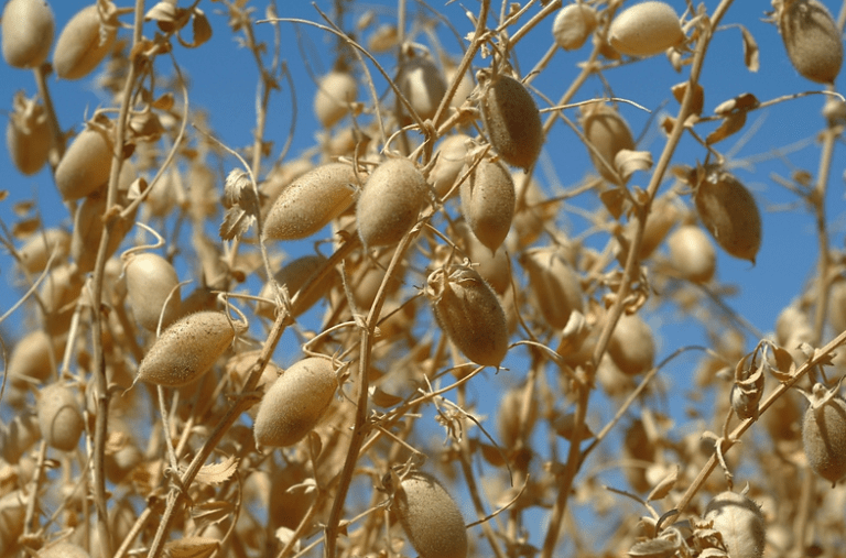 Coltivare i ceci: terreni adatti, semina e raccolta - InOrto