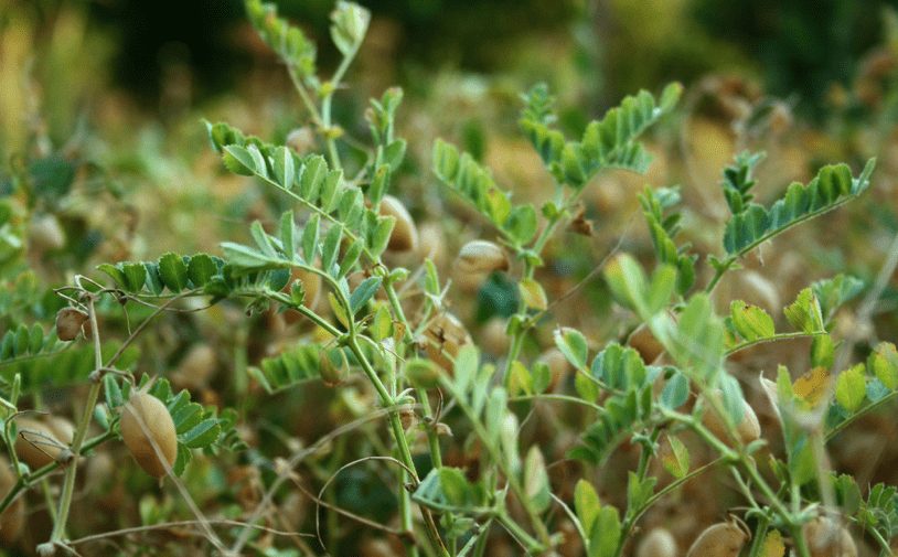 Coltivare i ceci: terreni adatti, semina e raccolta - InOrto