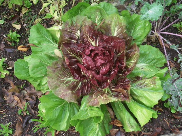 Radicchio rosso o variegato, quali sono le varietà e come si coltiva ...