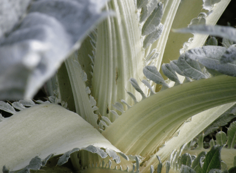 Coltivare il cardo: guida dalla semina alla raccolta - InOrto