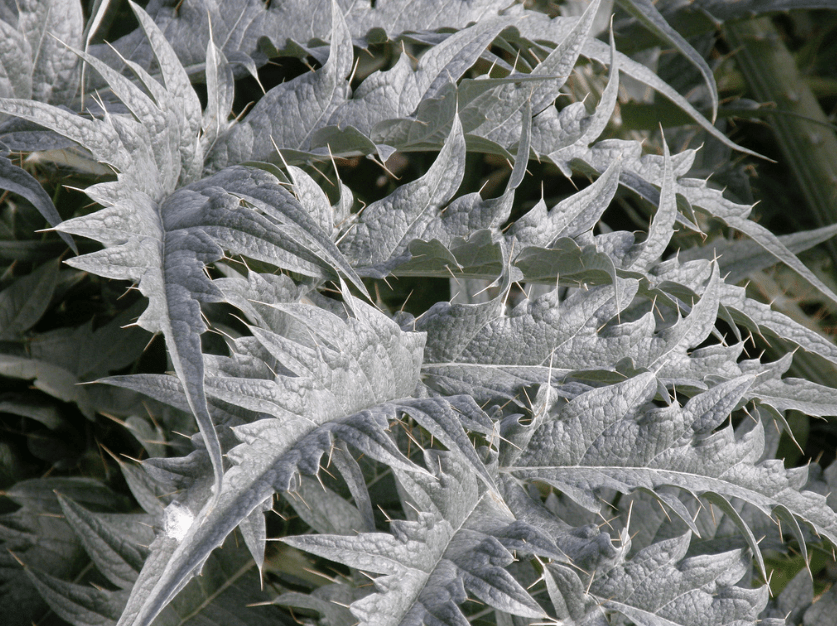Coltivare il cardo: guida dalla semina alla raccolta - InOrto