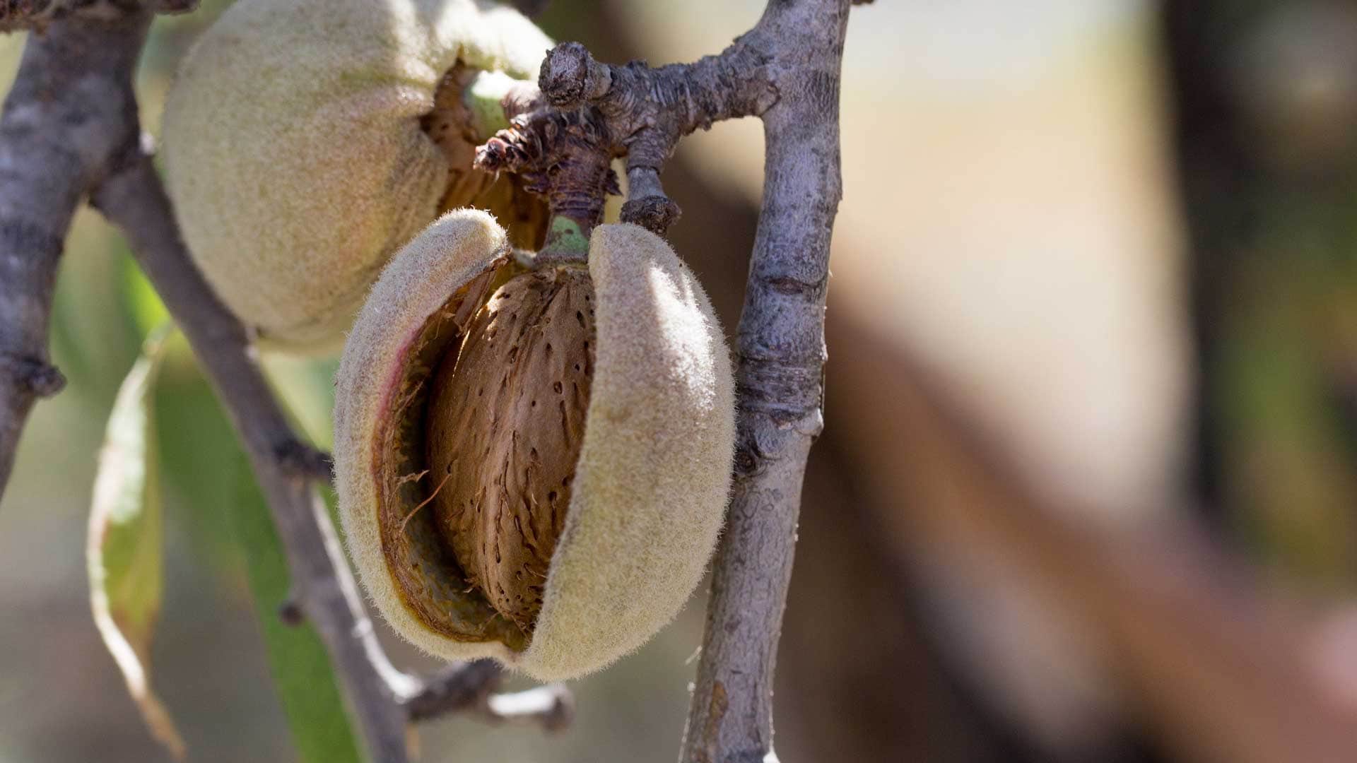 Il mandorlo: perché e come coltivarlo nel frutteto | Inorto