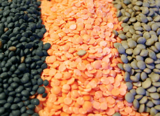 Coltivare la lenticchia: guida pratica - InOrto