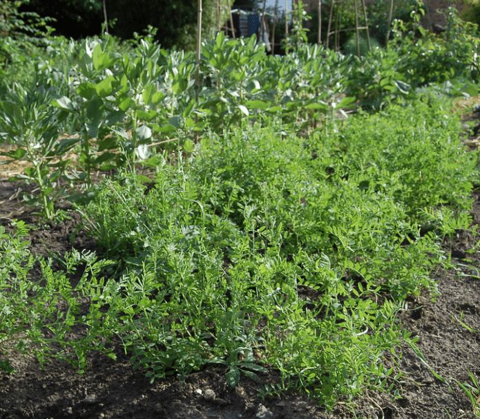 Coltivare la lenticchia: guida pratica - InOrto