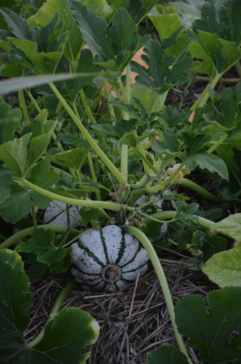 Zucchina patisson e il cetriolo limone, due varietà antiche | InOrto