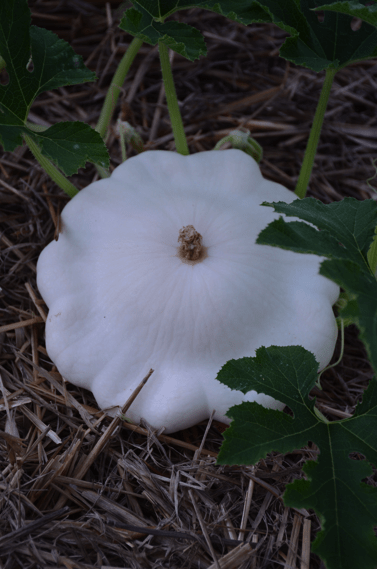 Zucchina patisson e il cetriolo limone, due varietà antiche | InOrto