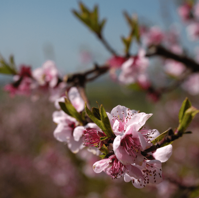 Coltivazione degli alberi di pesco - InOrto
