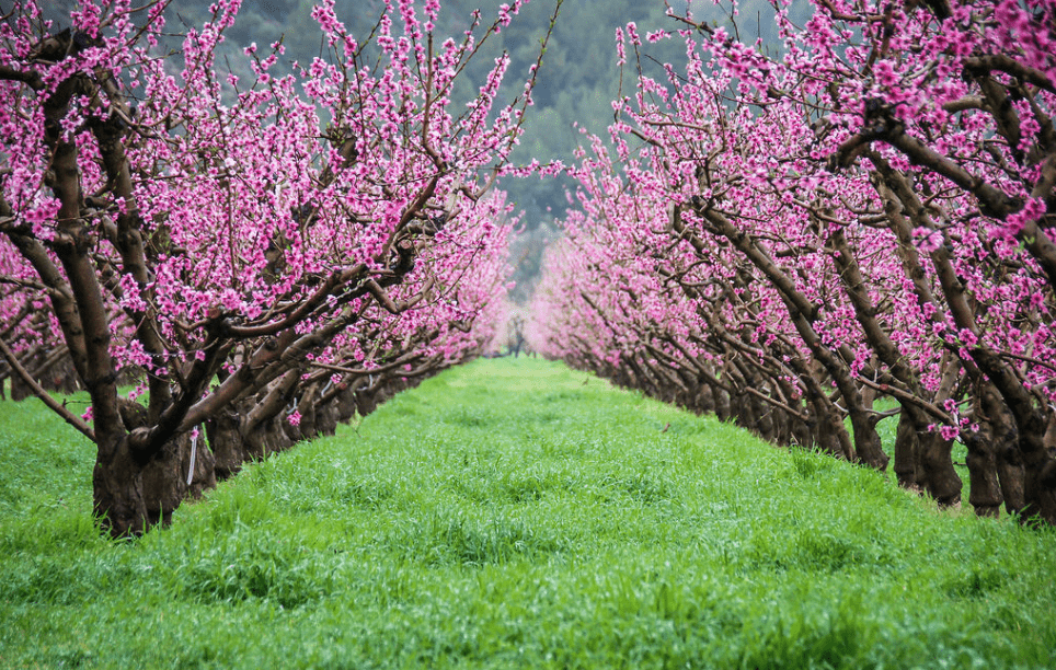 Coltivazione degli alberi di pesco - InOrto