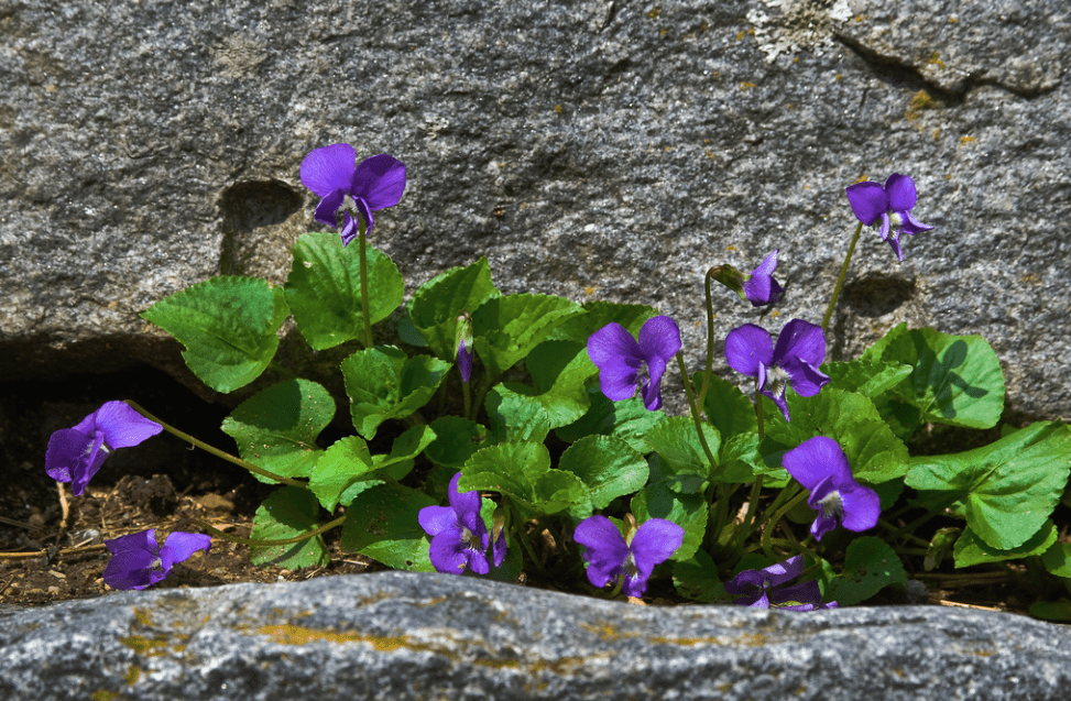 Come coltivare la viola mammola, commestibile e bella | InOrto