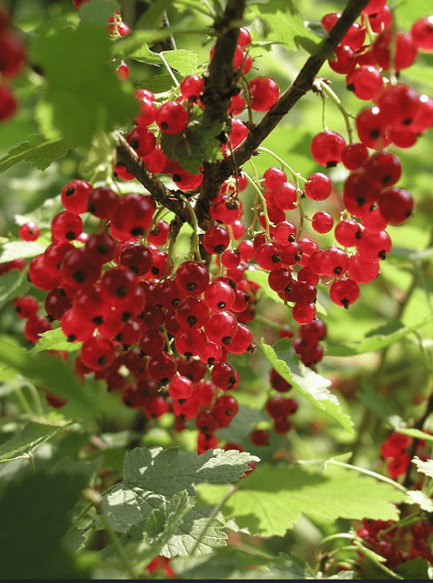 Il ribes: perle rosse nell’orto d’estate | InOrto