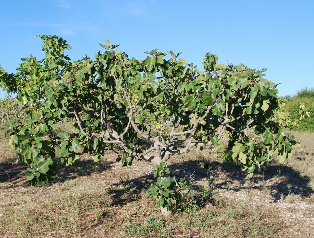 Coltivazione del fico: terreno, cure, produzione e raccolta - InOrto