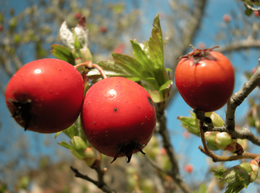 Azzeruolo: coltivazione e caratteristiche | Inorto