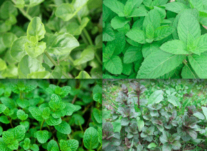 La menta: quale varietà e come coltivarla | InOrto