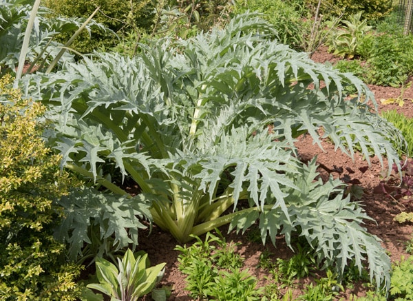 Come coltivare e raccogliere il cardo: la guida completa | InOrto