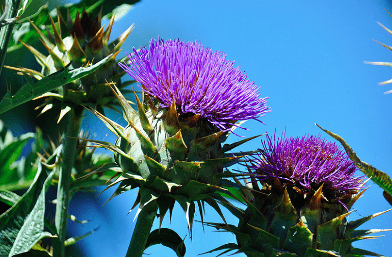 Come coltivare e raccogliere il cardo: la guida completa | InOrto