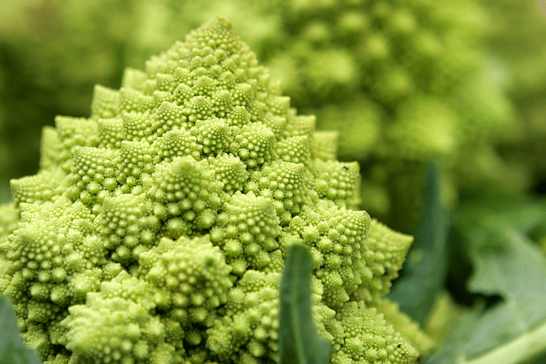 Coltivare il cavolfiore: il più dolce dei cavoli | InOrto