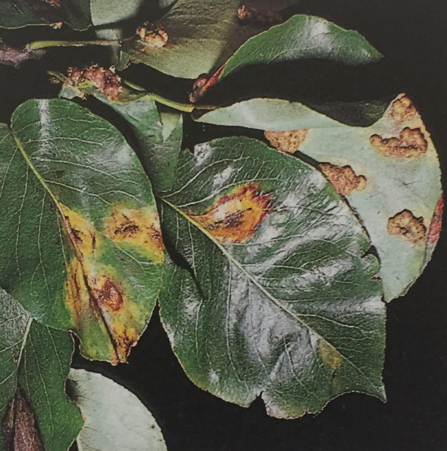 Combattere le macchie di ruggine nell'orto e nel frutteto - InOrto