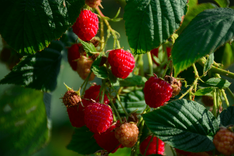 Come coltivare i lamponi in modo naturale | InOrto