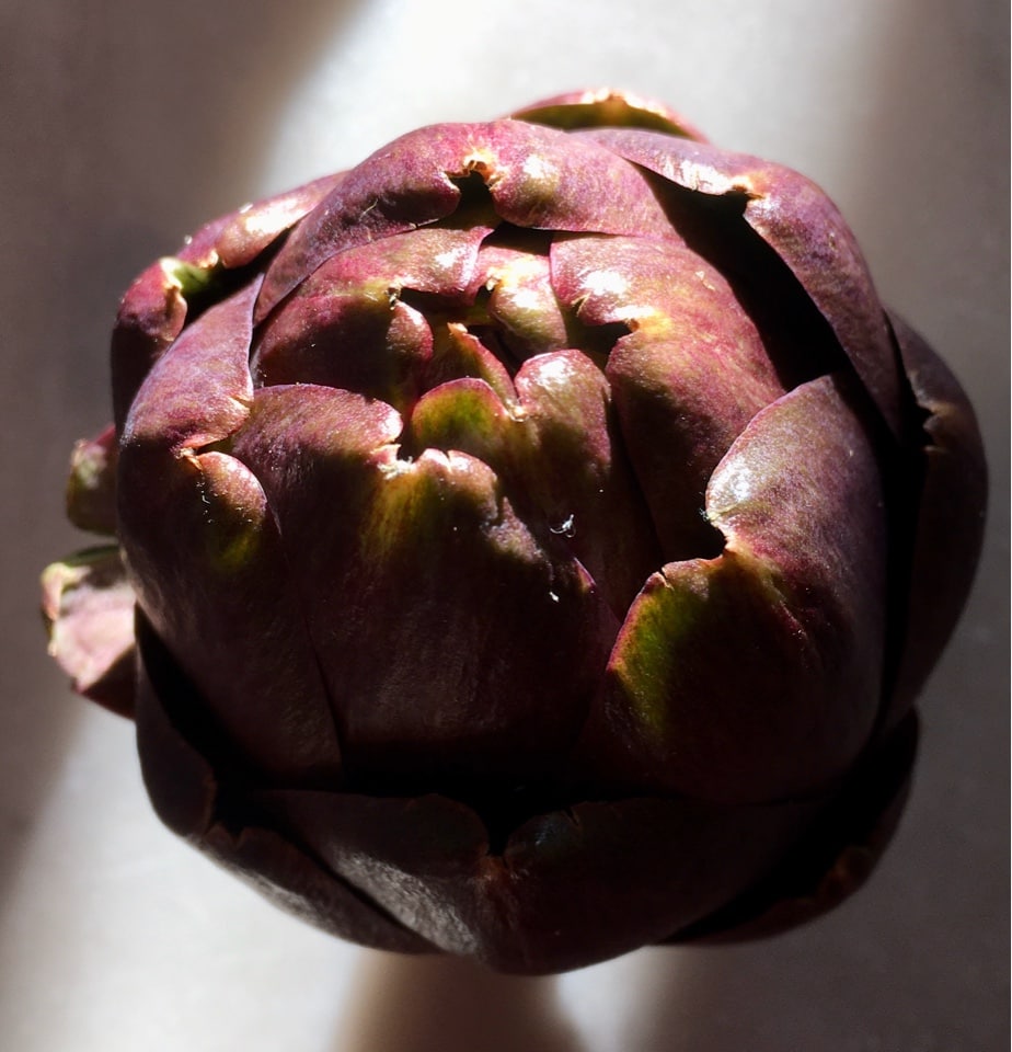 Carciofo, carciofaia e carciofi! - InOrto - Guida all’orto fai-da-te ...