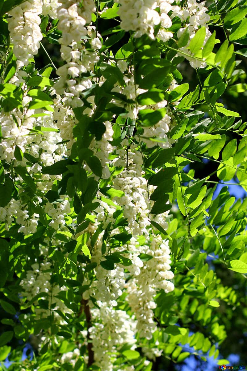 Raccogliamo i fiori di sambuco, acacia e glicine | Inorto