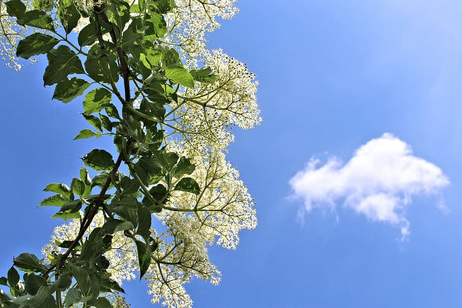 Raccogliamo i fiori di sambuco, acacia e glicine | Inorto