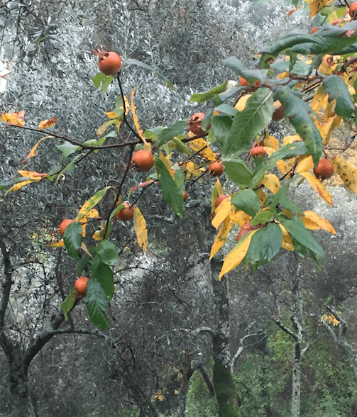 La nespola, come coltivare questo albero da frutto - InOrto