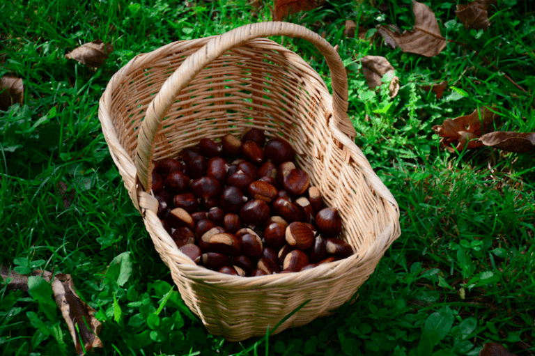 Il metato: dalla castagna alla farina dolce - InOrto