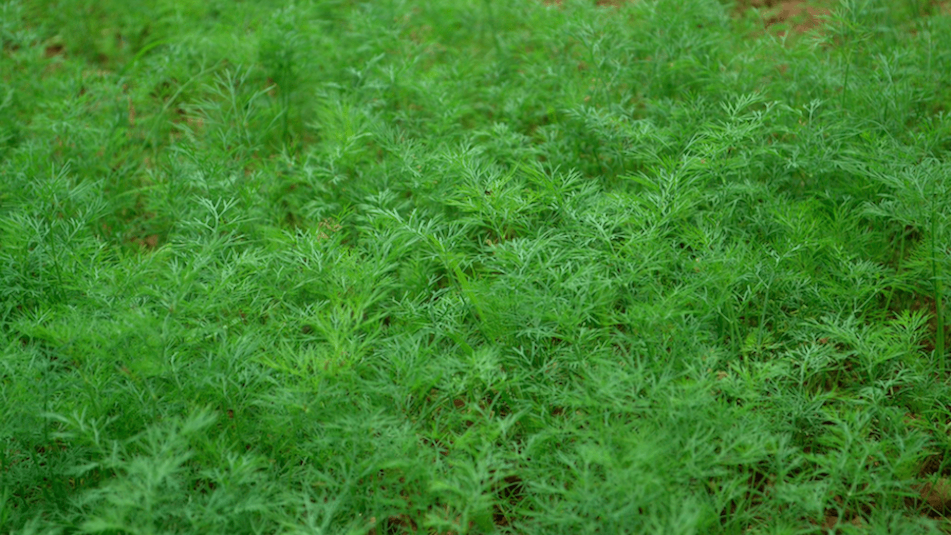 L’aneto: coltivazione, impiego e proprietà