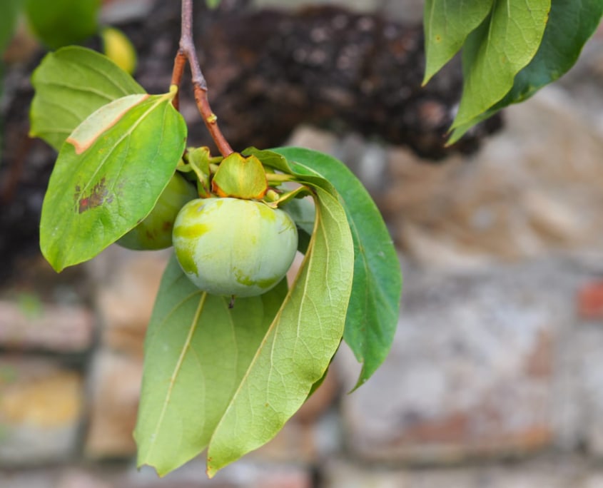 La coltivazione del Cachi | InOrto