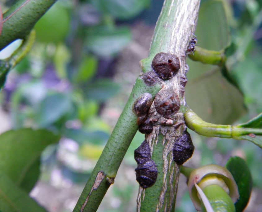 Come combattere la cocciniglia naturalmente | InOrto