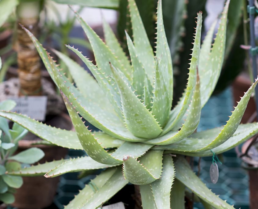 L'Aloe vera, la pianta dalle mille proprietà