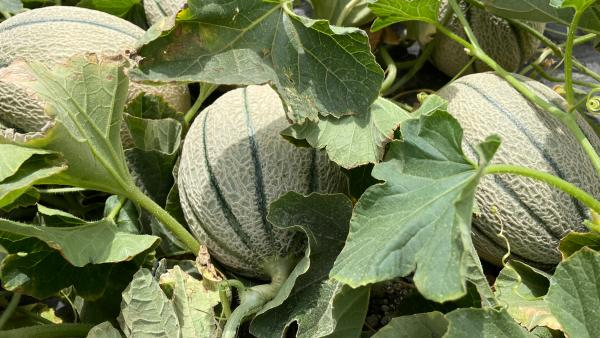 Le varietà di melone : tutte da scoprire!