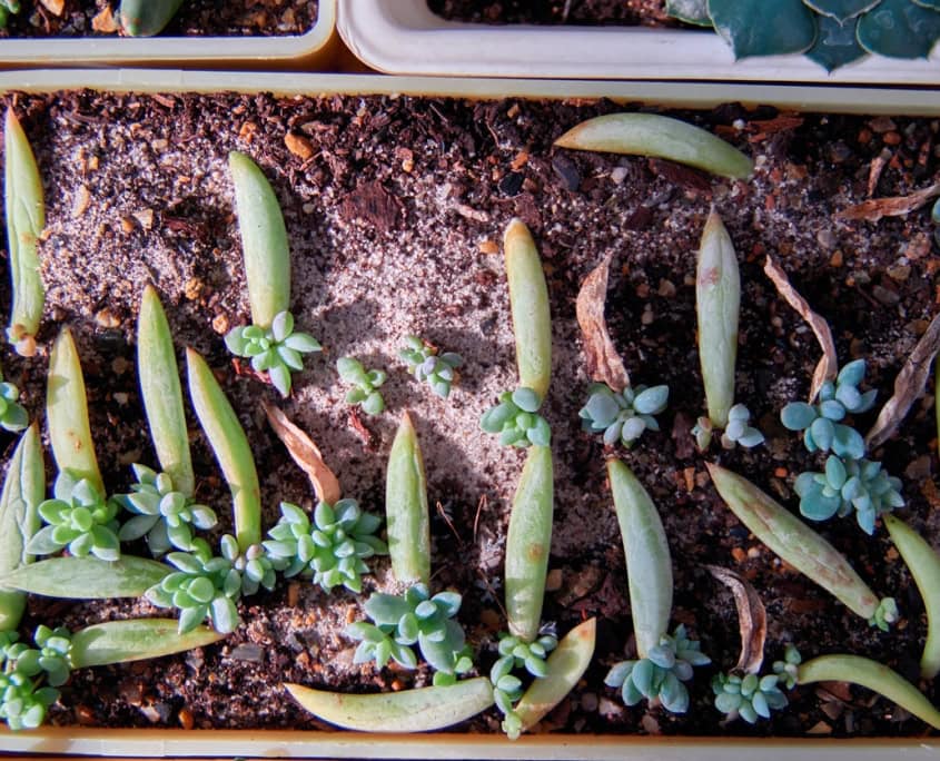 Scopriamo insieme cosa significa fare una Talea.