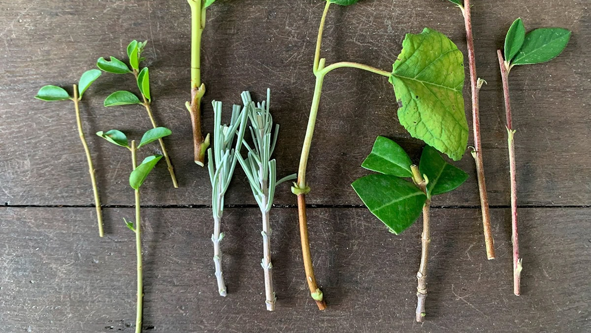 Scopriamo insieme cosa significa fare una Talea.