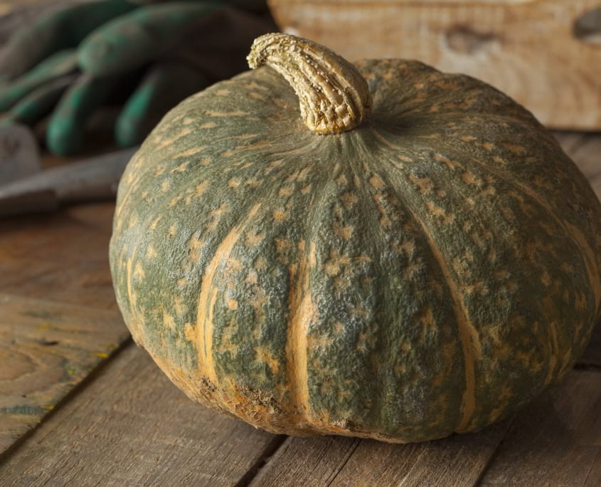 LA ZUCCA MANTOVANA - InOrto - Guida all’orto fai-da-te. Istruzioni e ...