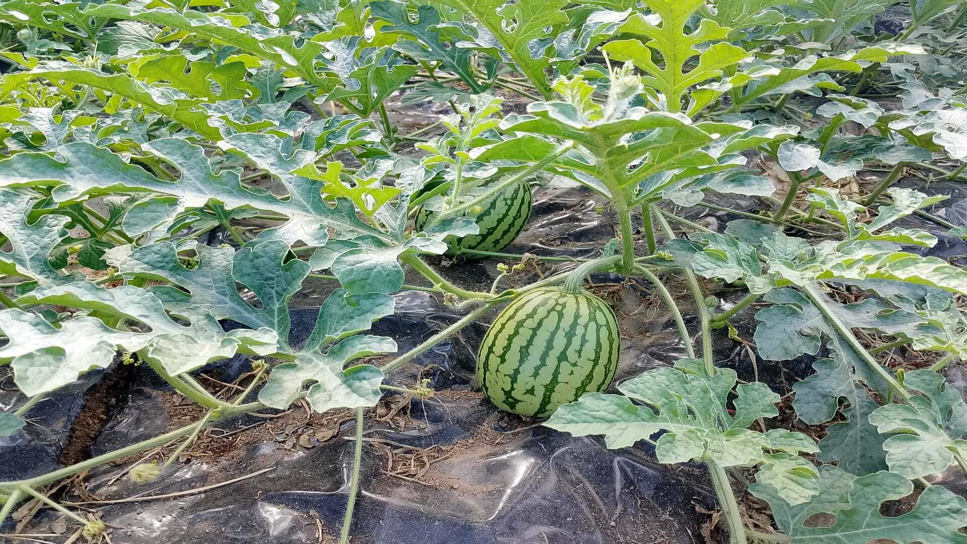 Tipi di angurie: varietà comuni e antiche | InOrto